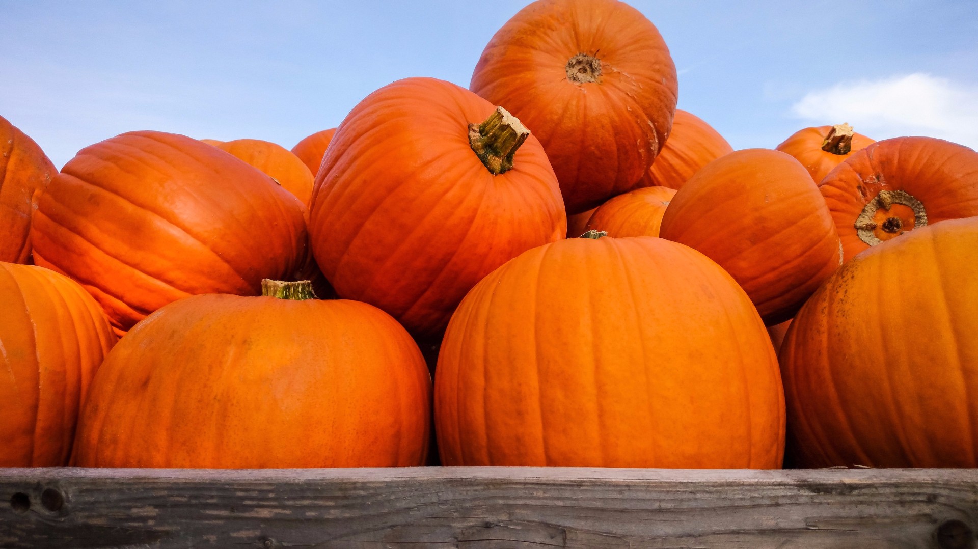 Wednesday is National Pumpkin Day! | wbir.com