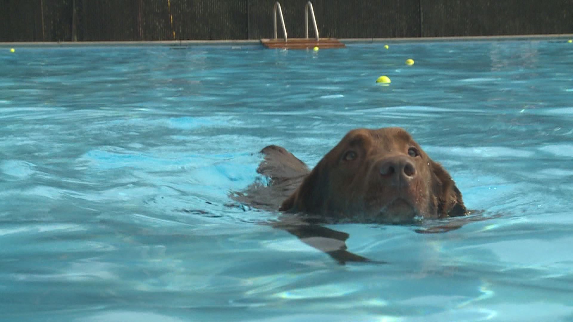 Four-legged friends take a dip in Inskip Pool | wbir.com