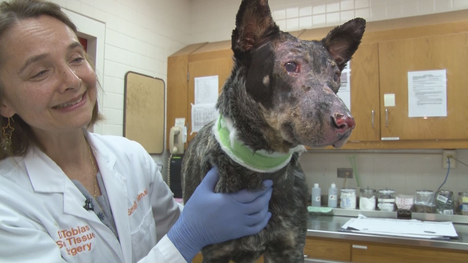 University Of Tennessee Veterinary Medical Center Veterinary School