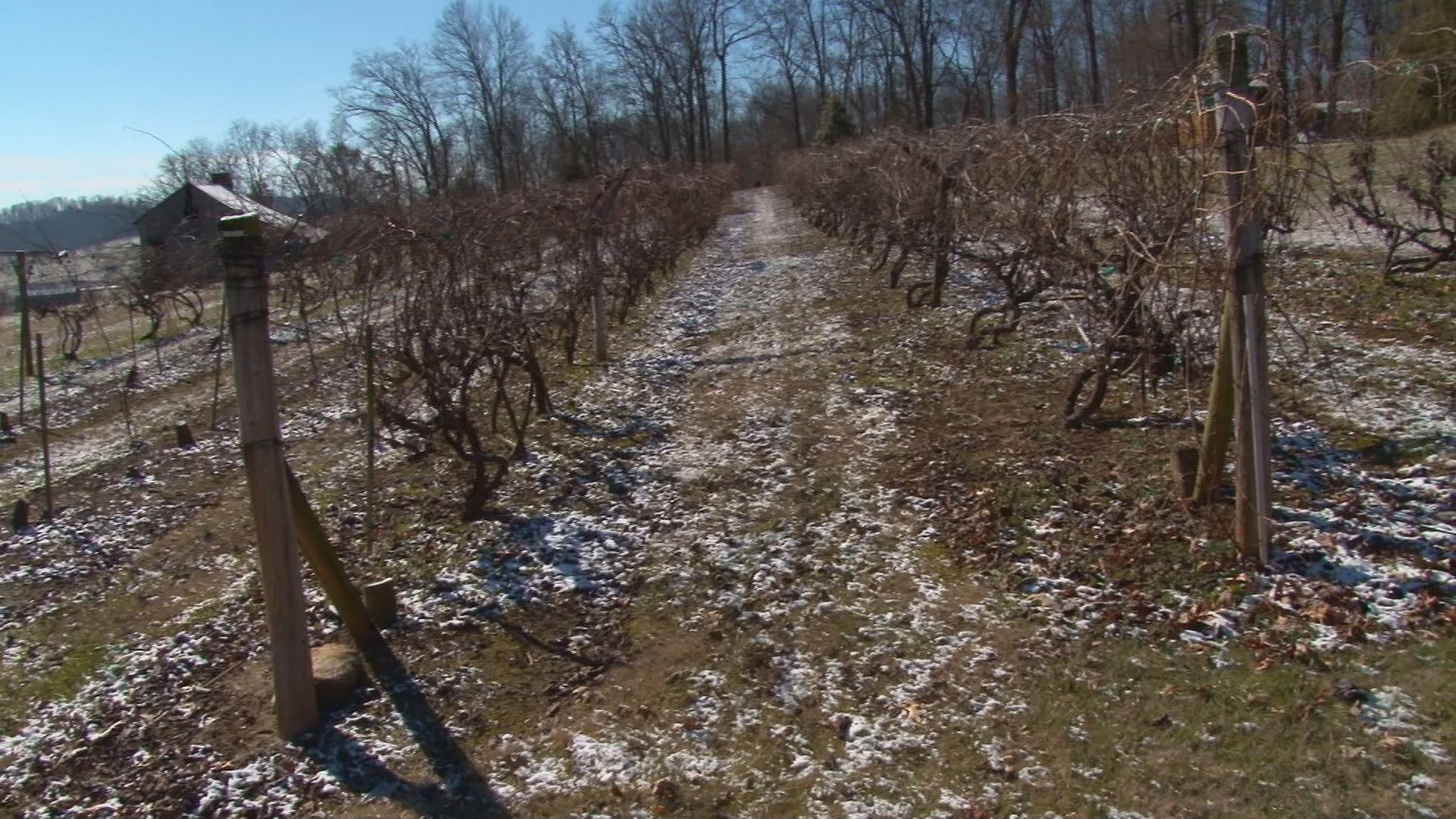 Bitter cold temps may damage grape crops | wbir.com