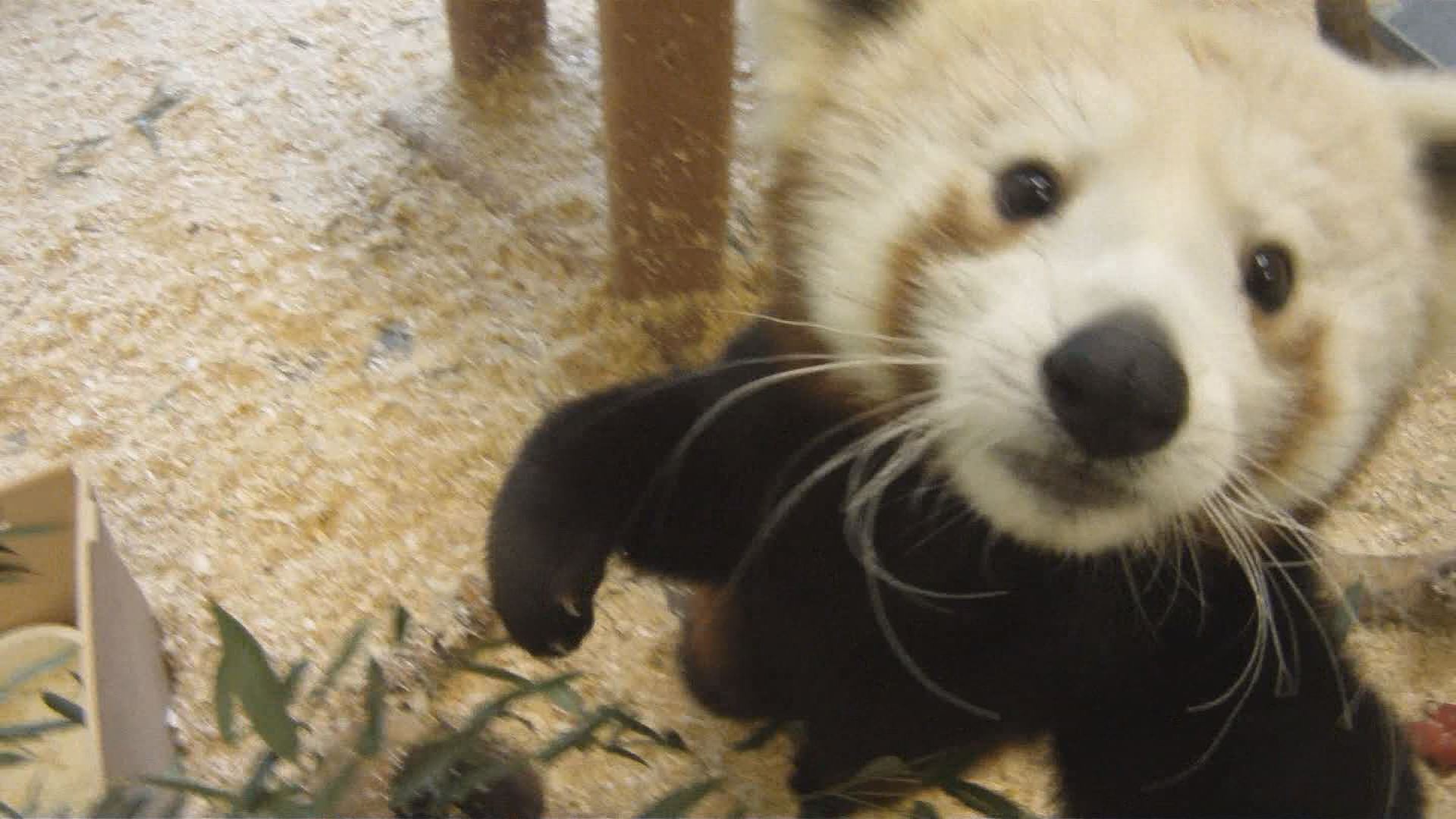 Meet Lincoln, the new red panda at Knoxville Zoo | wbir.com