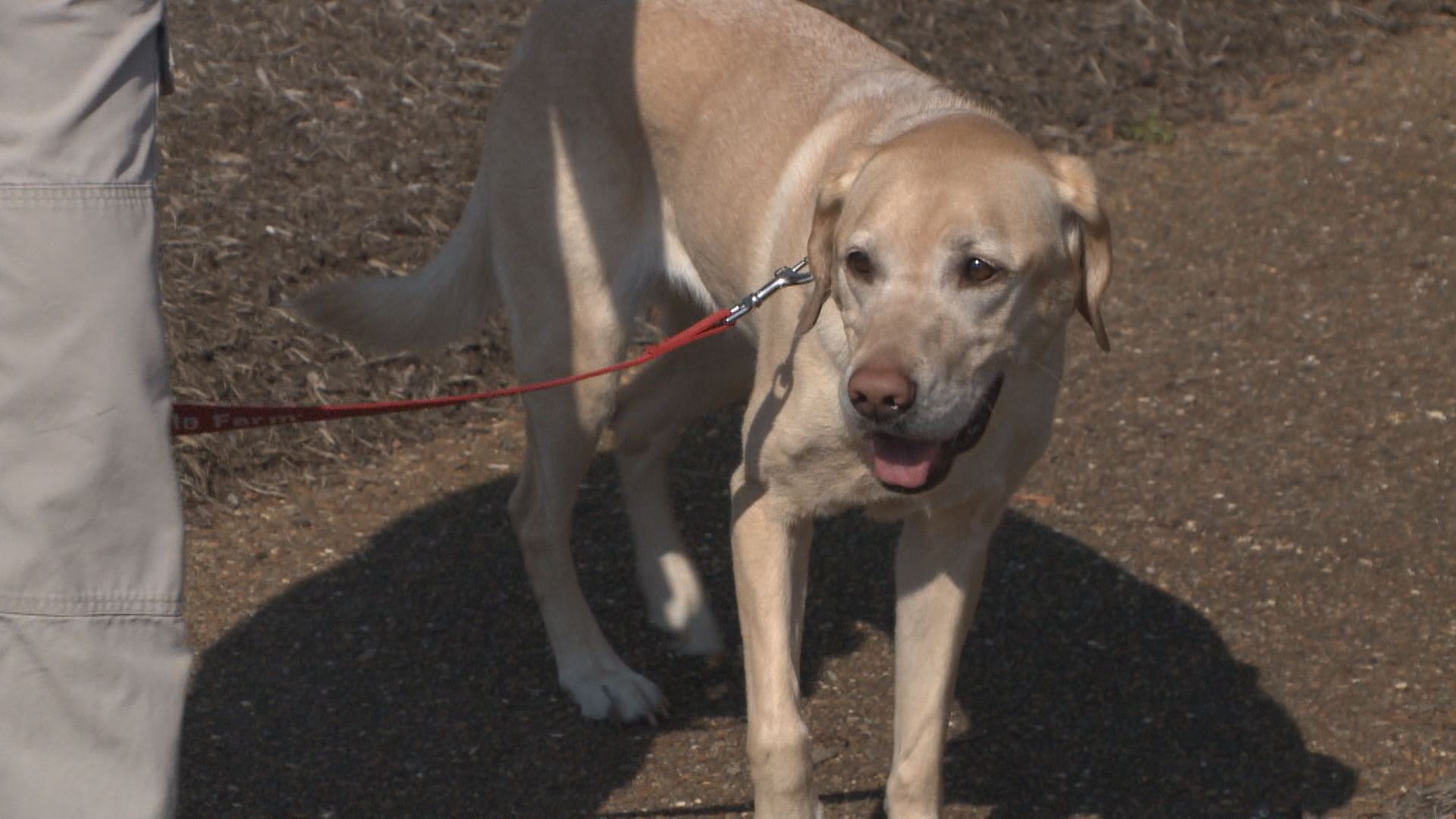 KFD K9 nominated for Hero Dog Awards | wbir.com