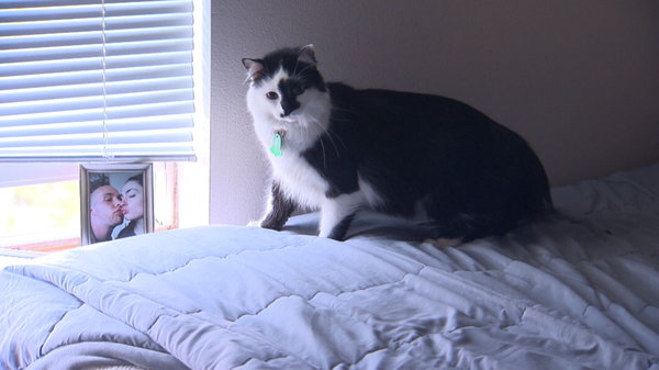 House cat goes berserk, scares Portland family | wbir.com