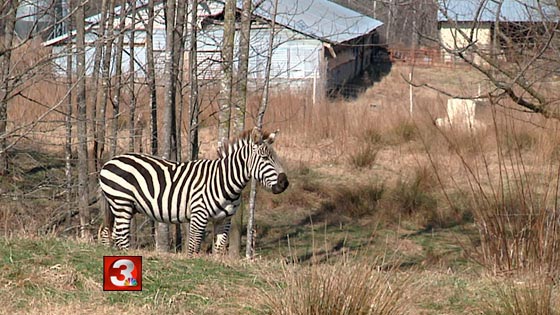 Zeke the Zebra returns home after roaming for months | wbir.com
