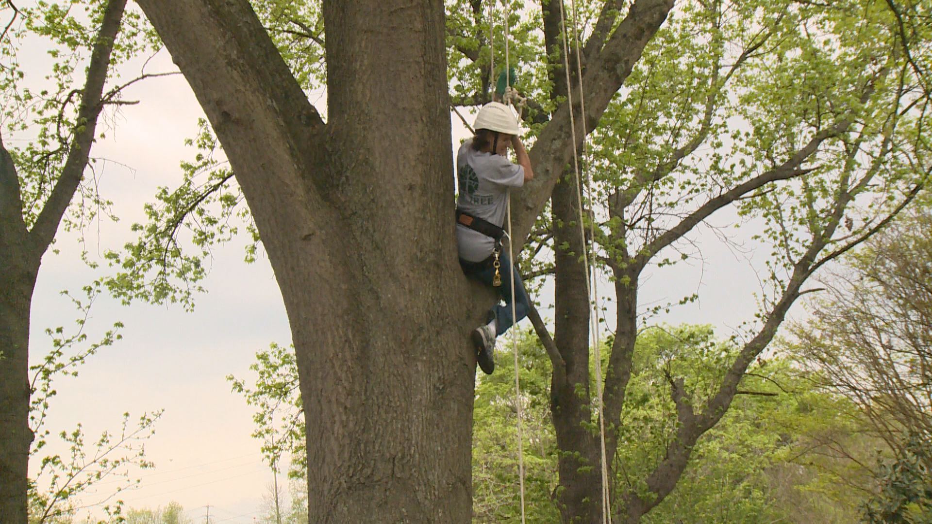 Tree-climbing lesson at UT gets students off the ground | wbir.com