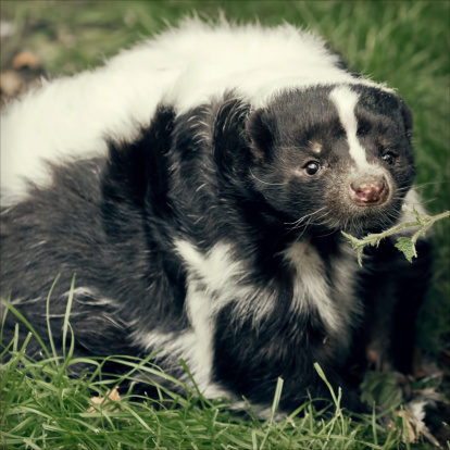 Shew! It's skunk mating season in Tennessee, and it stinks | wbir.com