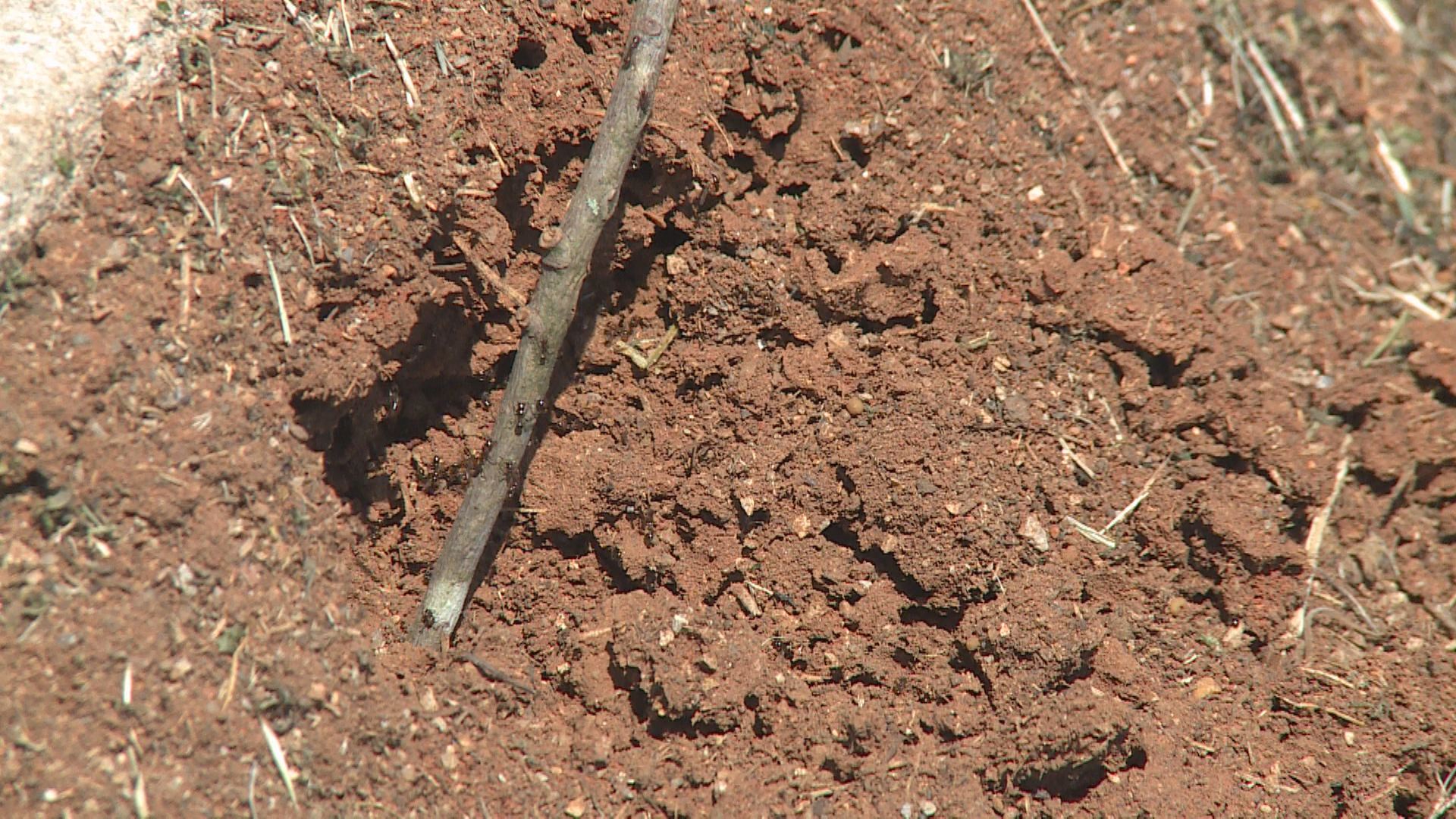 Fire ants growing problem in East Tennessee | wbir.com