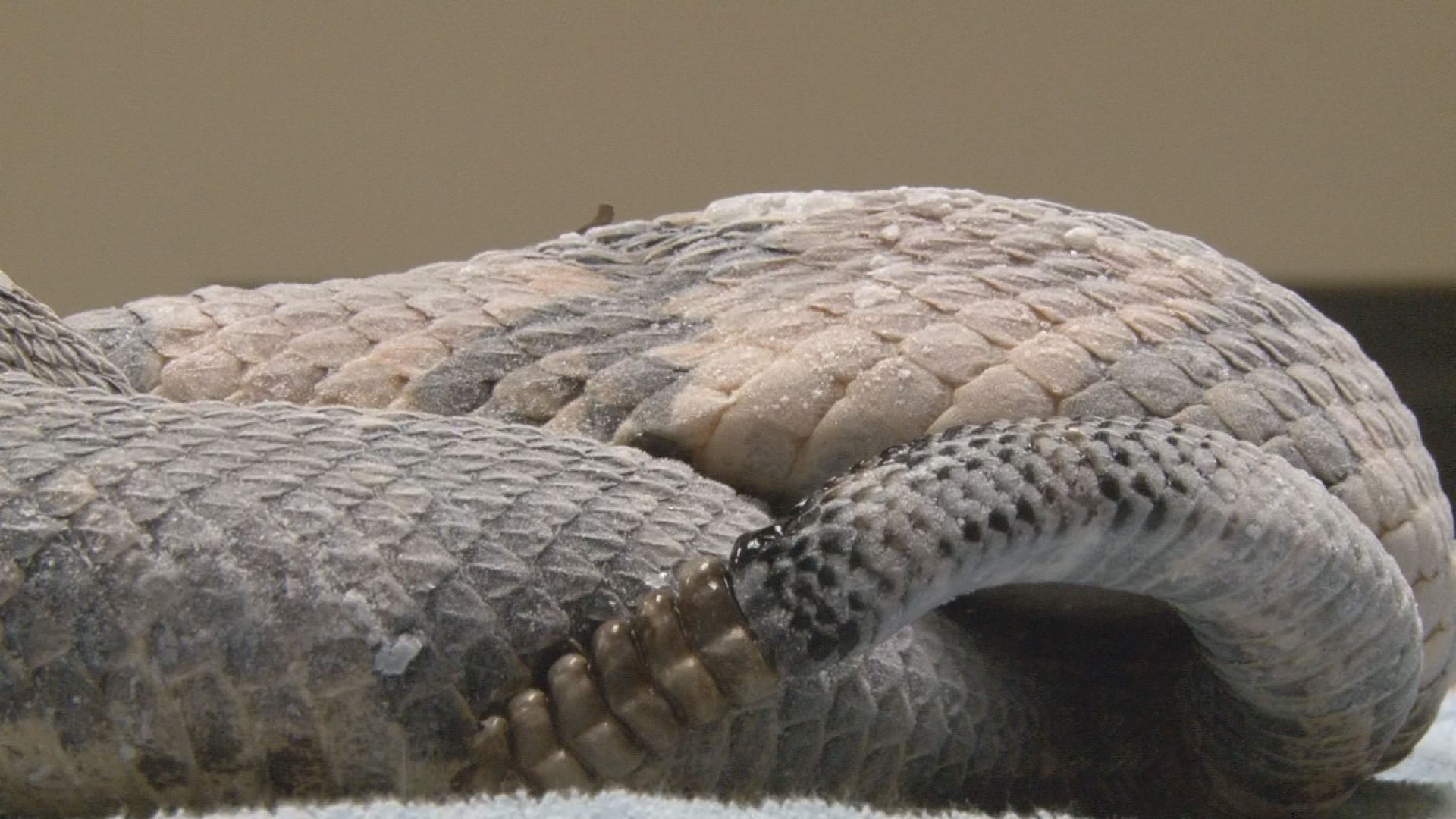 Snakes seized from LaFollette pastor to be used for research | wbir.com