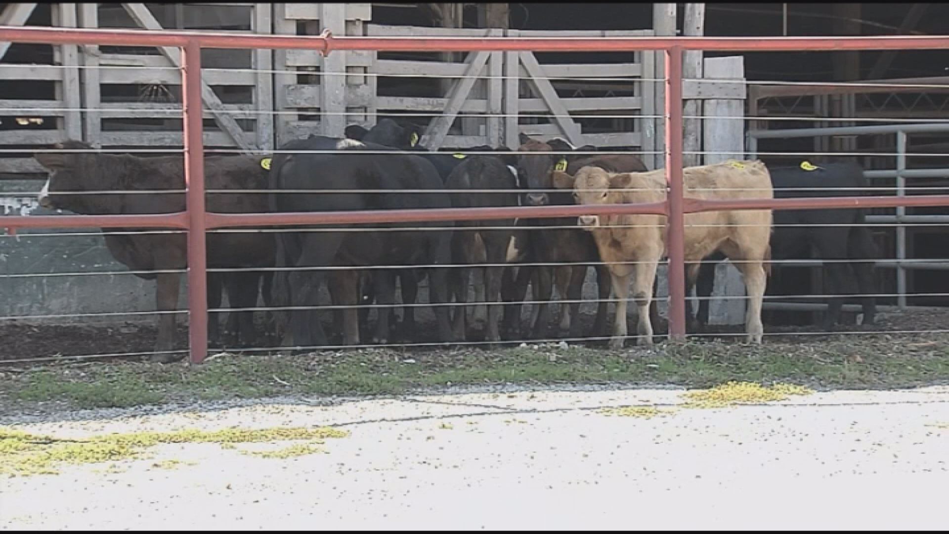 $90k in cattle stolen in Middle TN | wbir.com