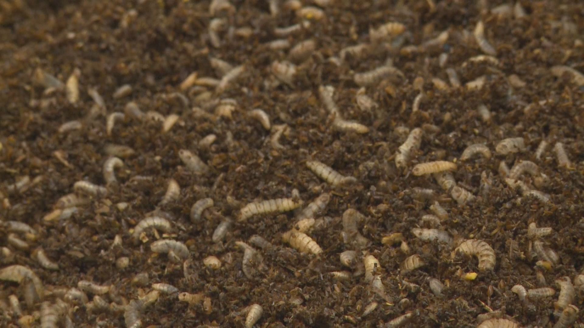 Introducing the maggot: nature's crimefighter | wbir.com