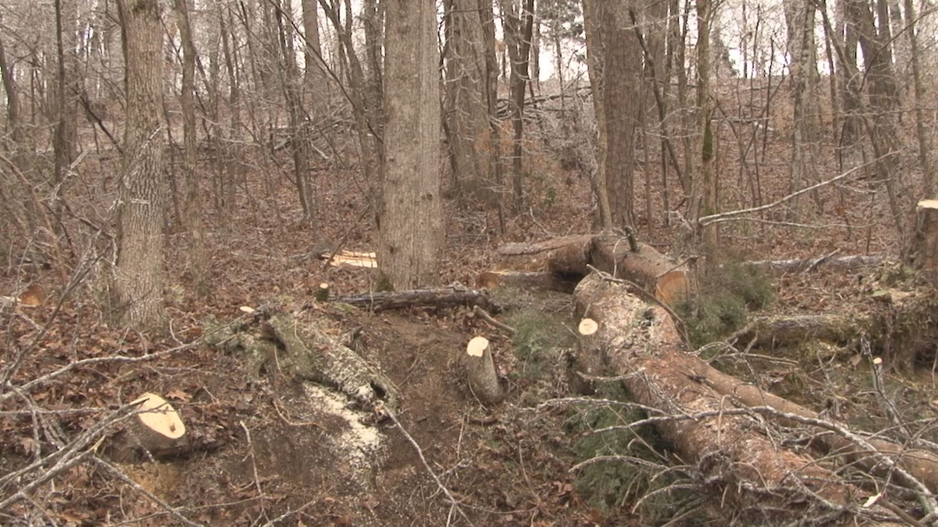 Roane Co. worker trapped under tree during storm cleanup | wbir.com