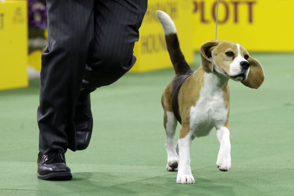 Beagle Miss P wins Best in Show | wbir.com