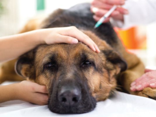 What you need to know about the canine flu | wbir.com