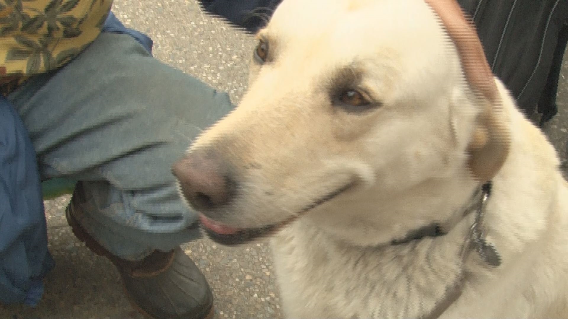 Farmers Market to include dog-free zones | wbir.com
