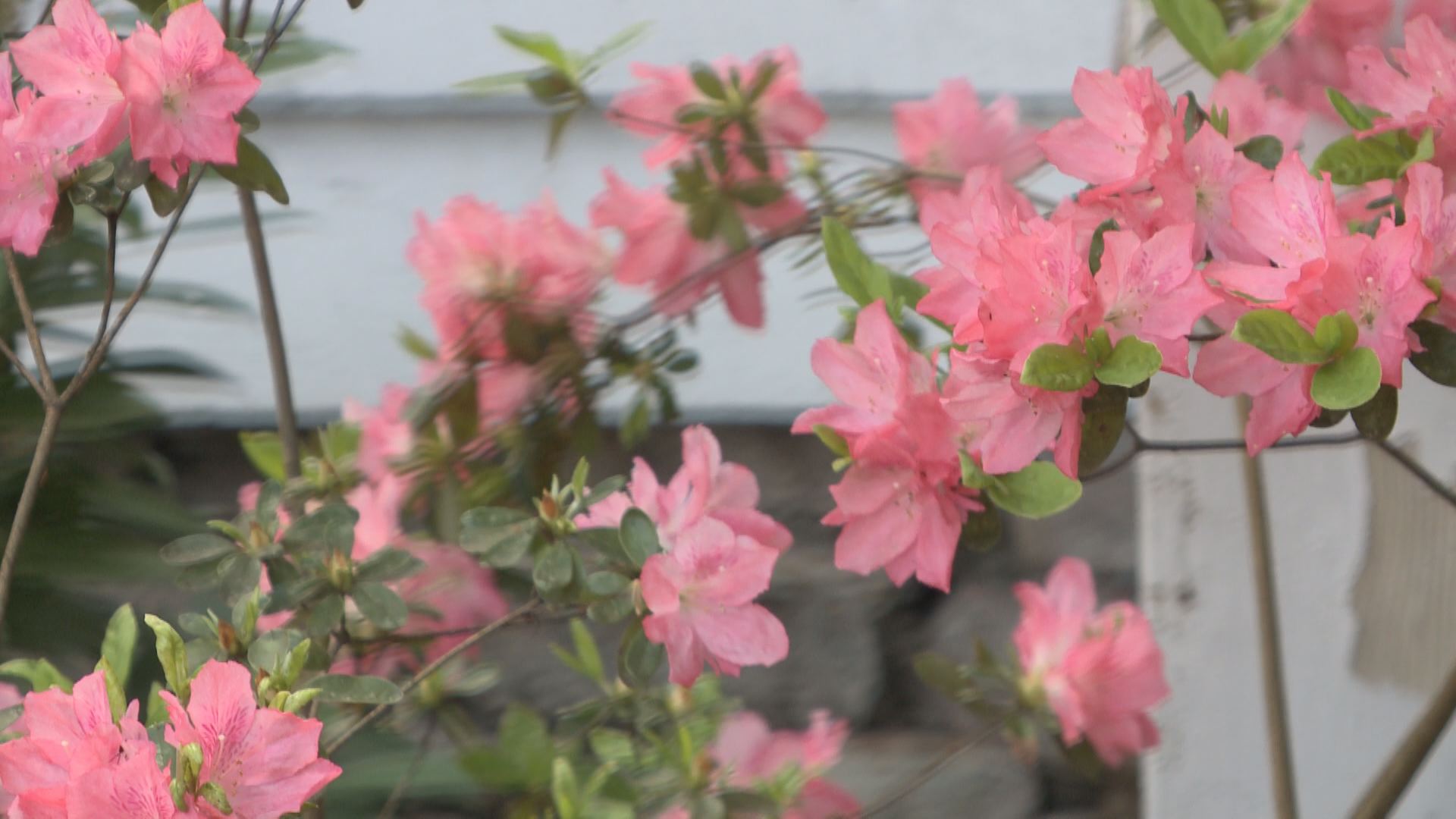 Landscaping team keeps Dollywood pretty | wbir.com