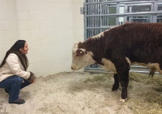 Dudley the goodnatured cow, others to live on Knoxville farm | wbir.com