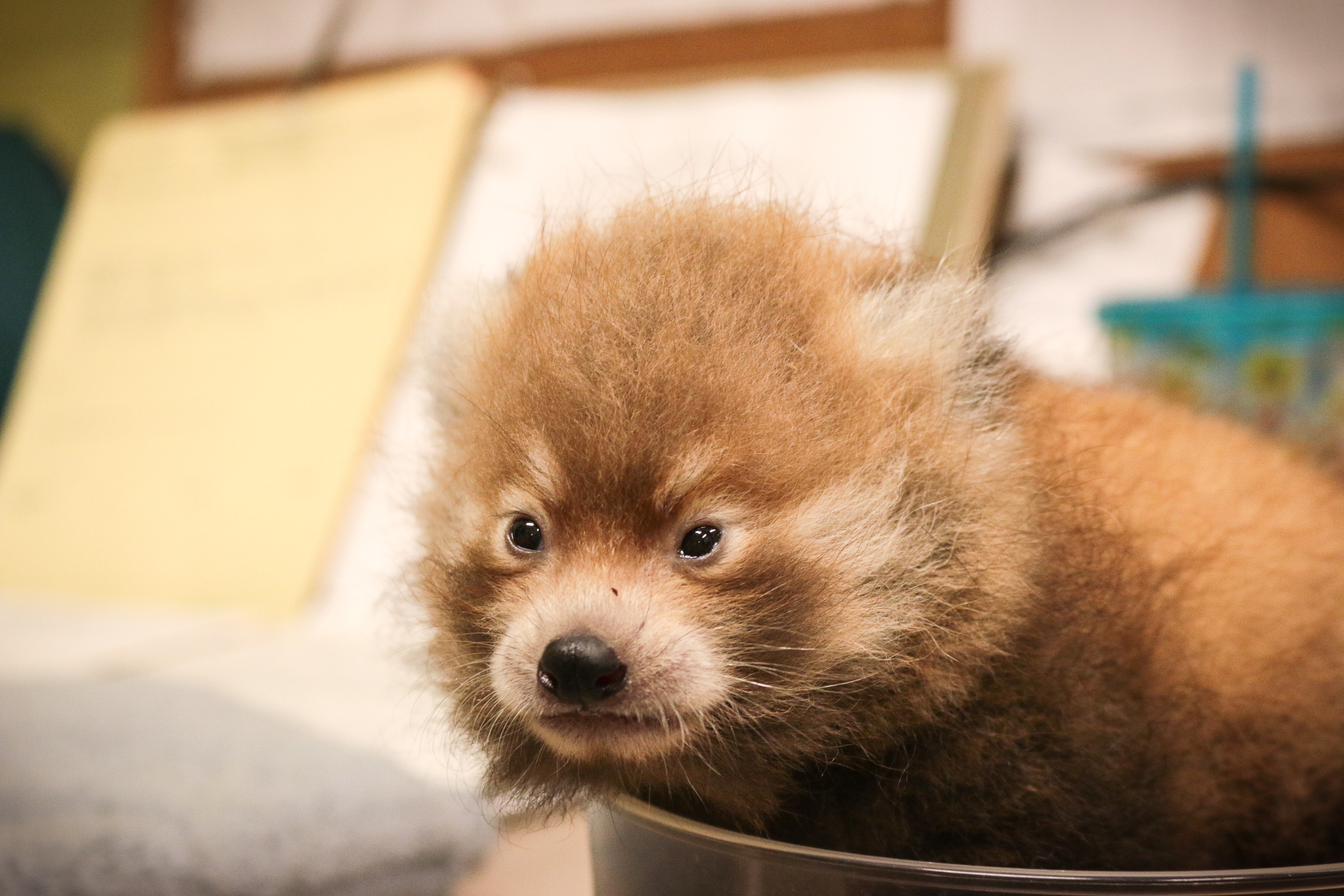 Babies Cubs Panda Eyes