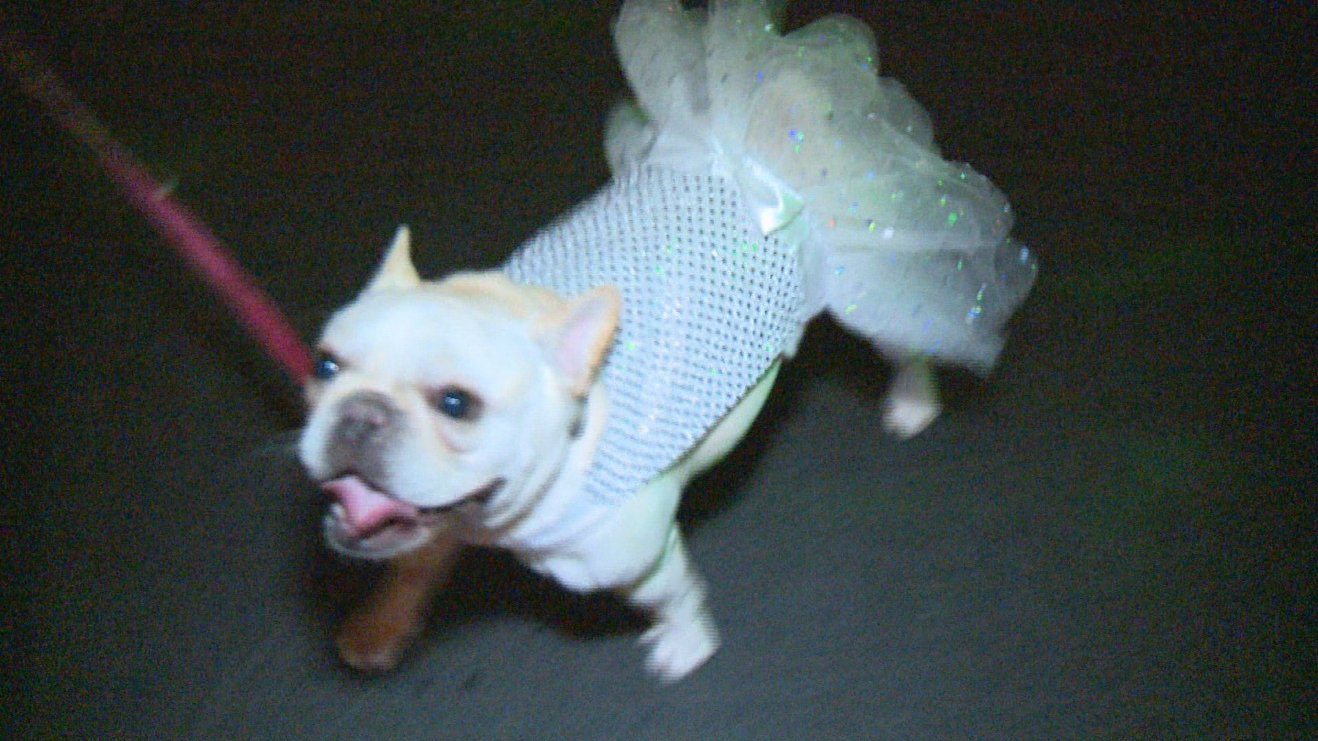 Teenager holds dog prom for her birthday party | wbir.com