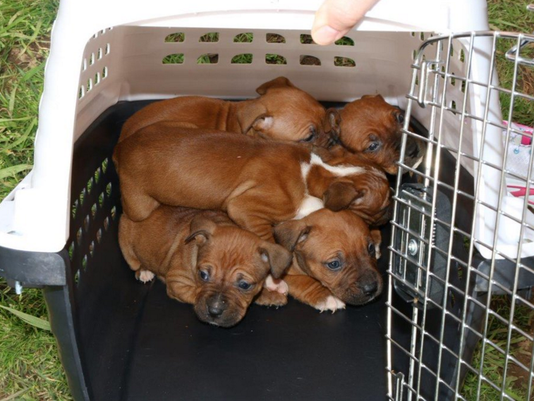 21 dogs seized Nashville dog-fighting ring bust | wbir.com