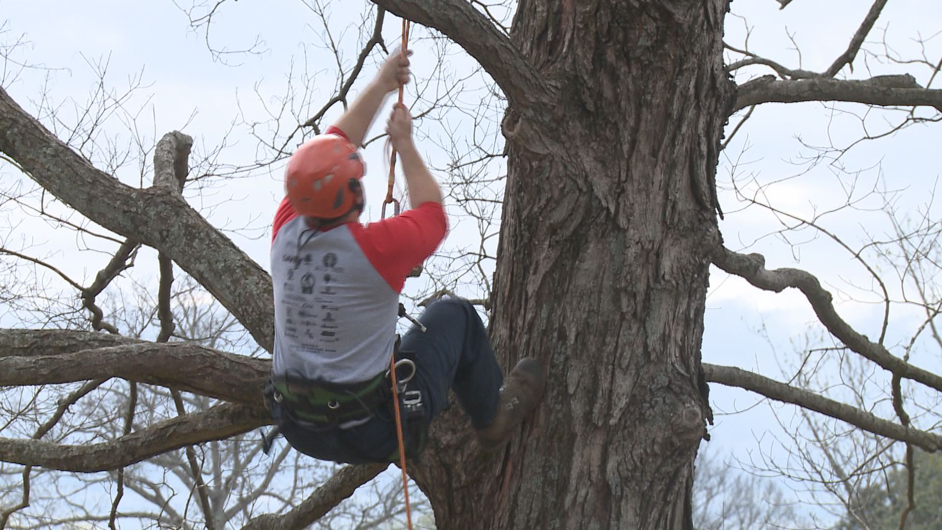 Competitors from around the world climb trees in annual competition ...