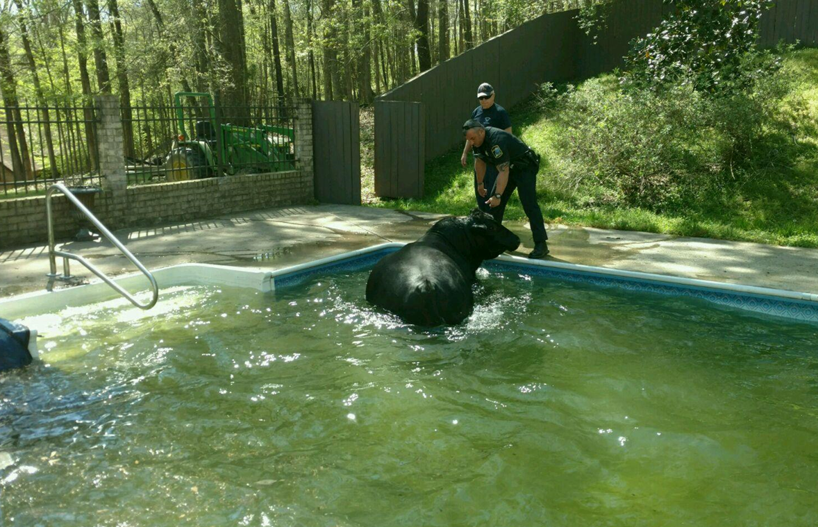 Baby bull rescued from pool in Hamilton County | wbir.com