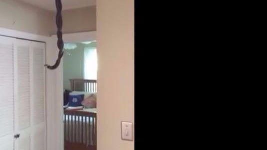 Watch: Man finds two huge snakes dangling from attic | 13newsnow.com