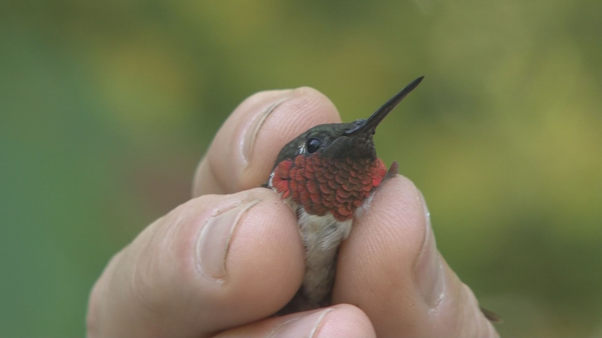 Ijams Nature Center to host Wonder of Hummingbirds Festival on August ...
