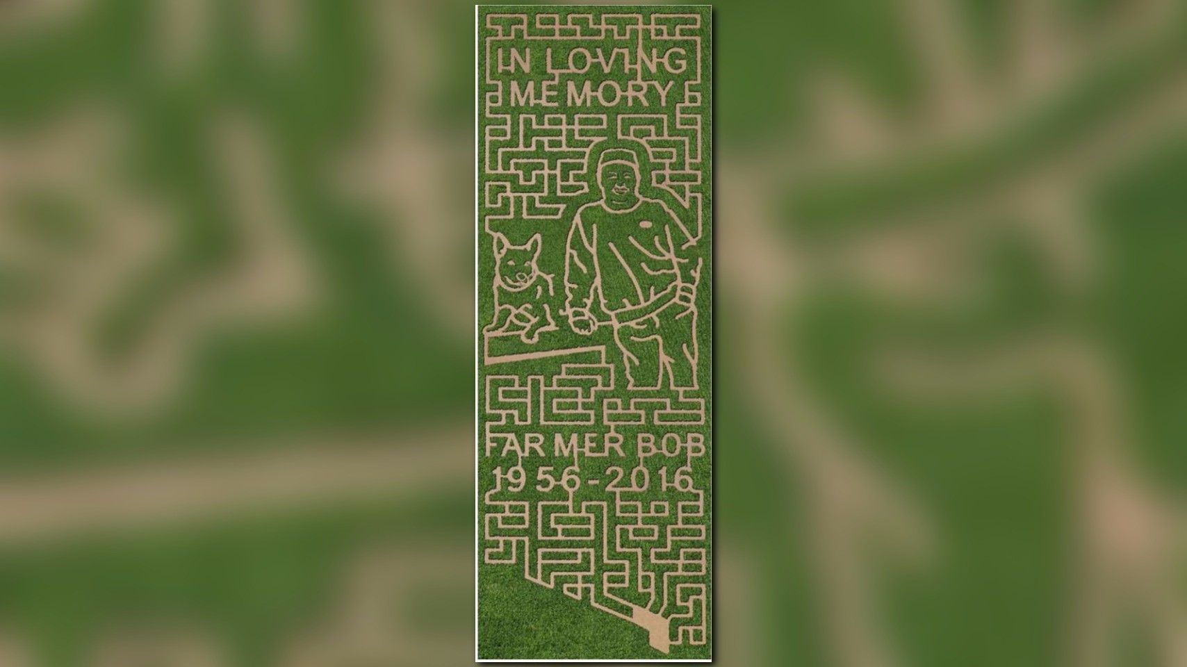 Maple Lane's corn maze honors late founder | wbir.com