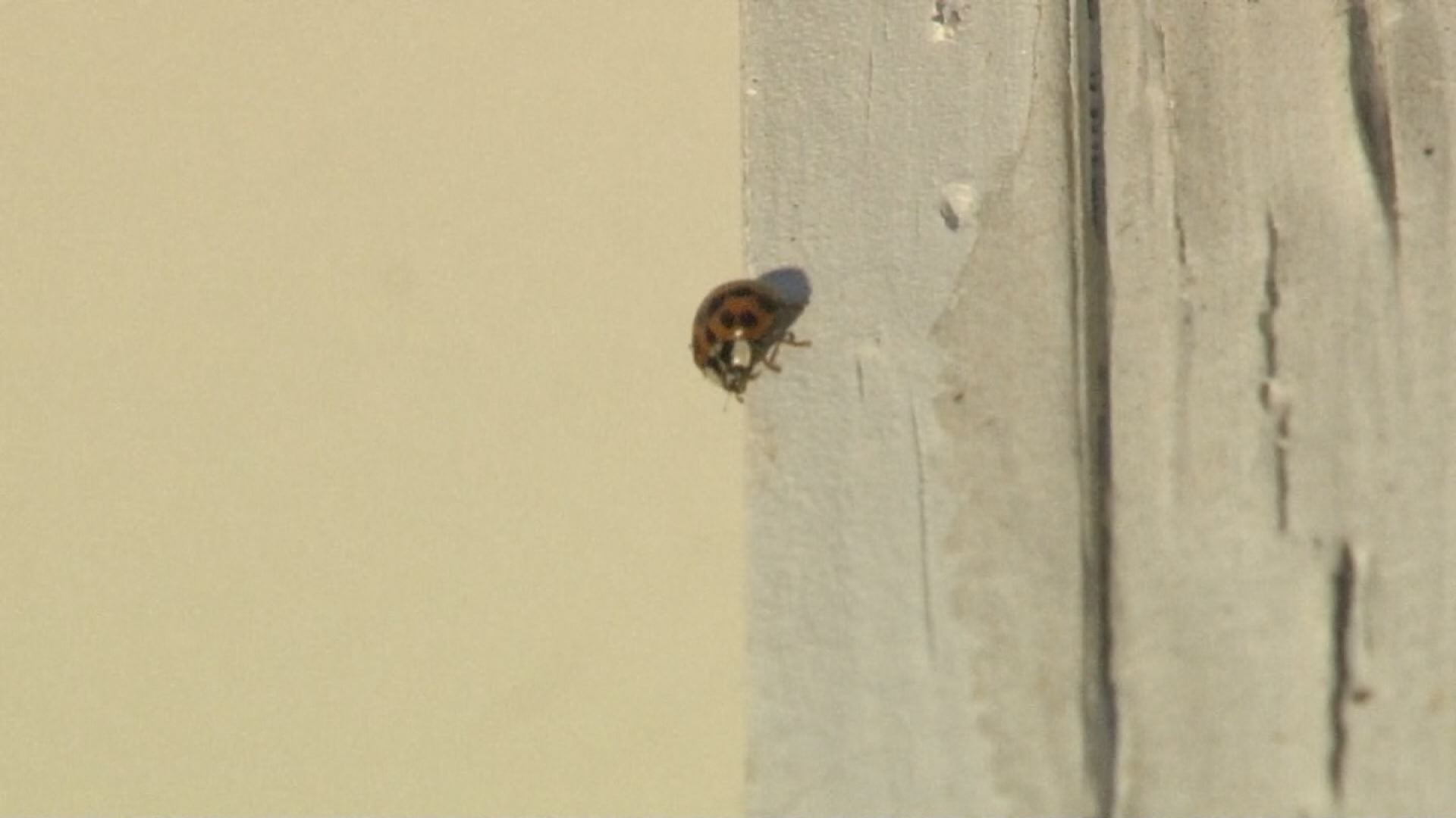 East Tennessee fights bug invasion | wbir.com