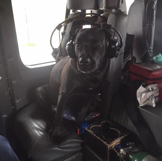 Corbin firehouse dog recovering after mystery illness | wbir.com