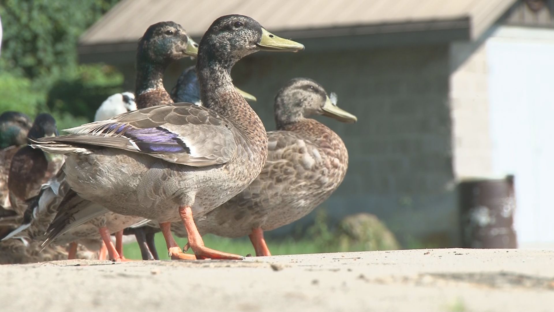 Central High students build floating habitat for ducks | kvue.com