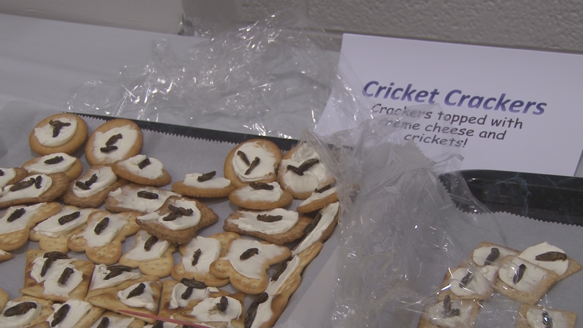 'A Bug's Life': UT students offer crickets, mealworm meatballs in buggy ...