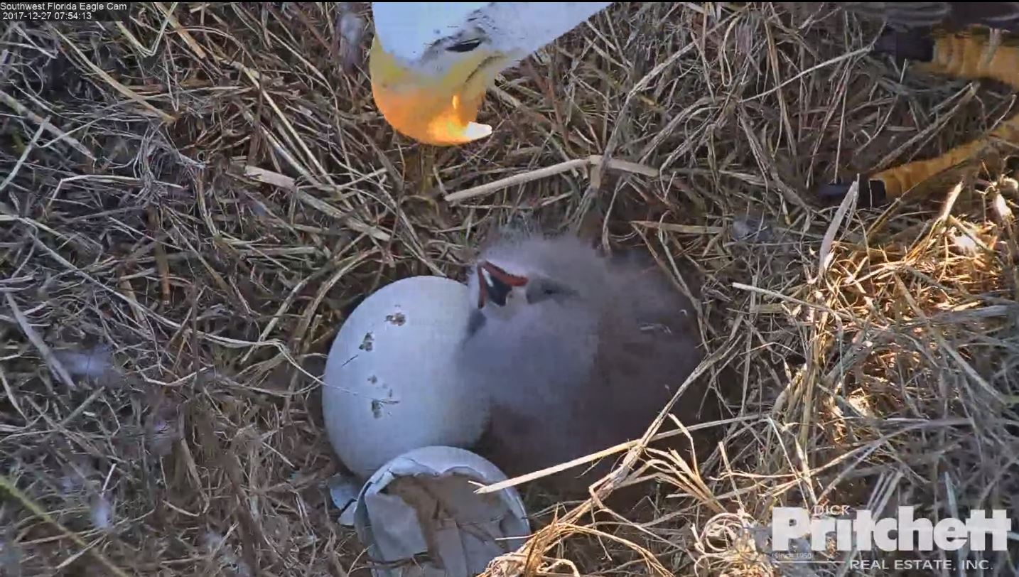 Eaglet Watch 2017 ends after Harriet and M15 welcome two adorable ...