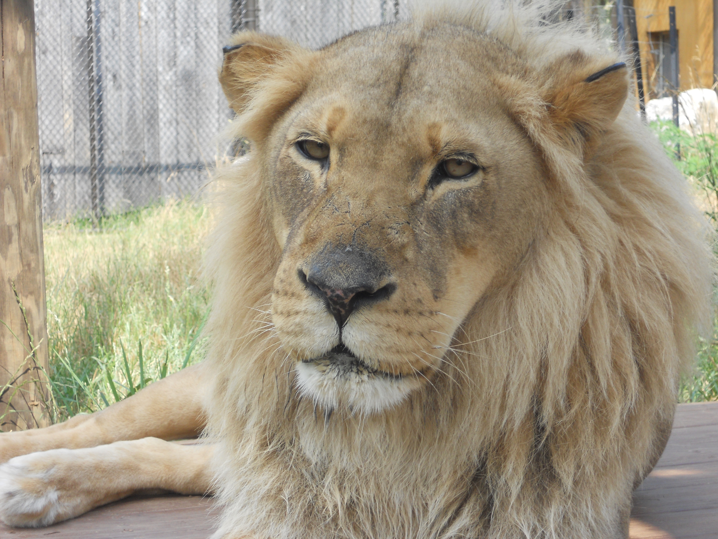 wbir.com | Zoo Knoxville lioness also grows a mane